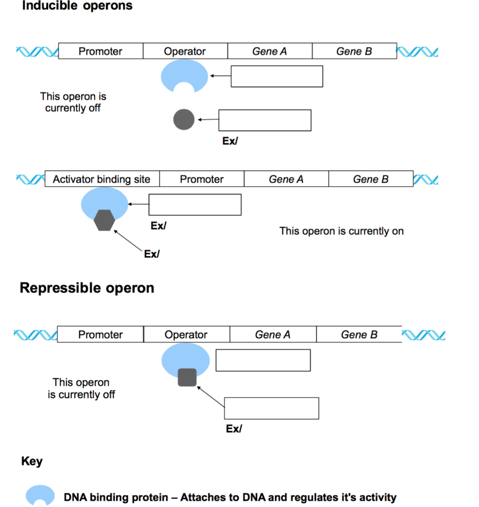 Solved Inducible operons Promoter Operator Gene A Gene B x | Chegg.com