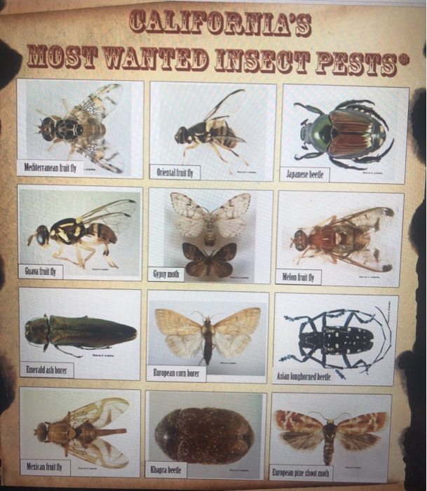 Solved Review the LA County Agricultural Most Wanted Pests | Chegg.com