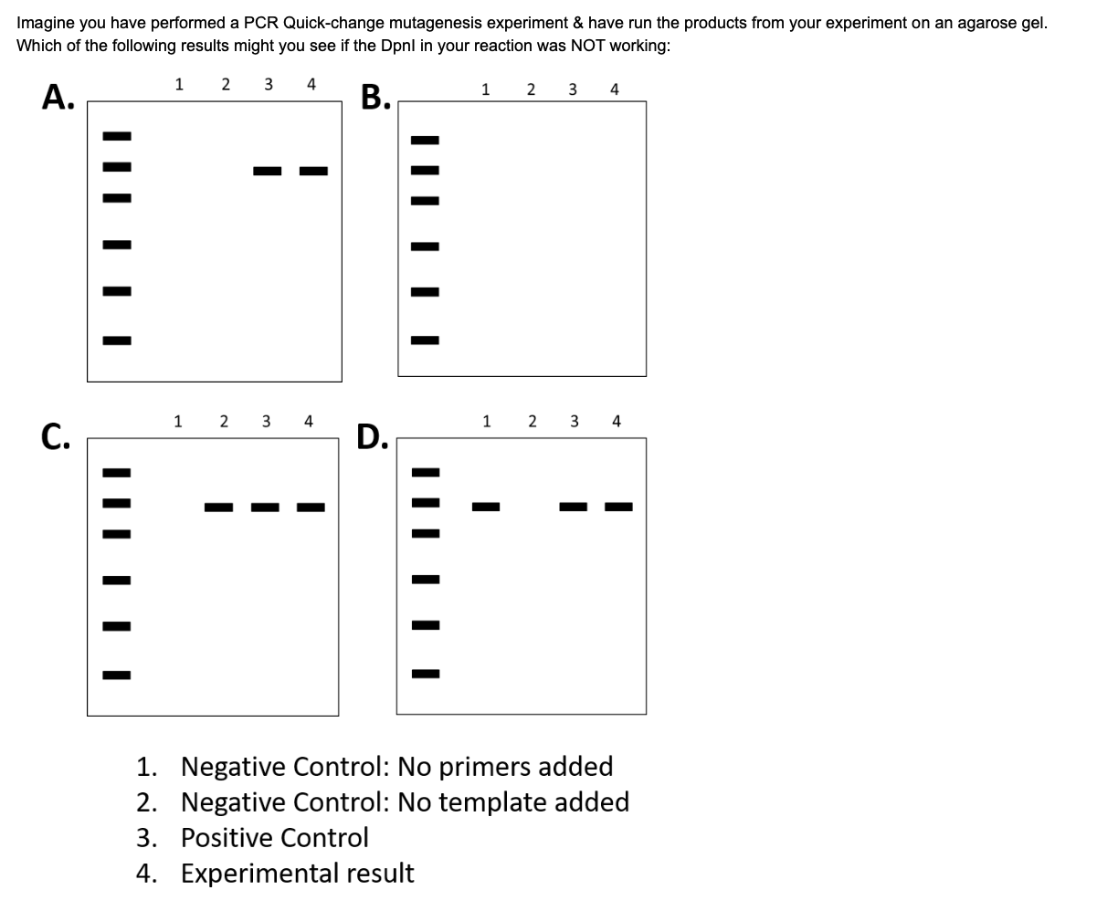 Solved Imagine you have performed a PCR Quick-change | Chegg.com