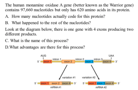 Solved The human monamine oxidase A gene (better known as | Chegg.com