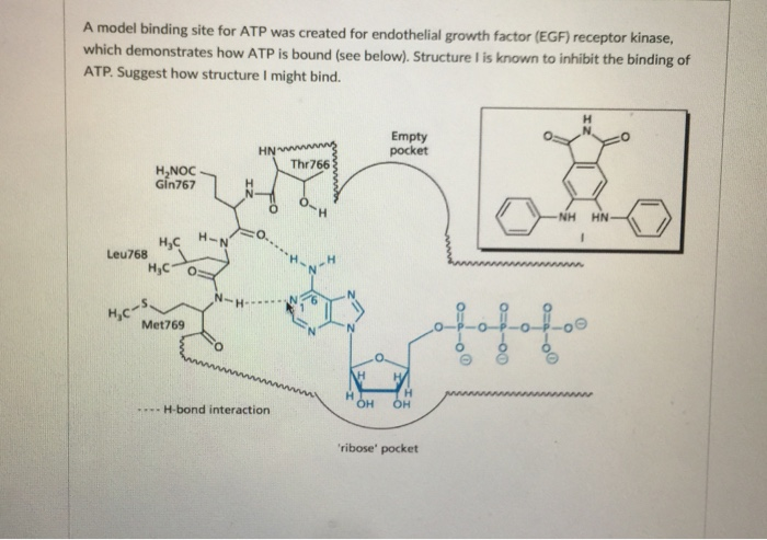Solved for endothelial growth factor (EGF) receptor kinase, | Chegg.com