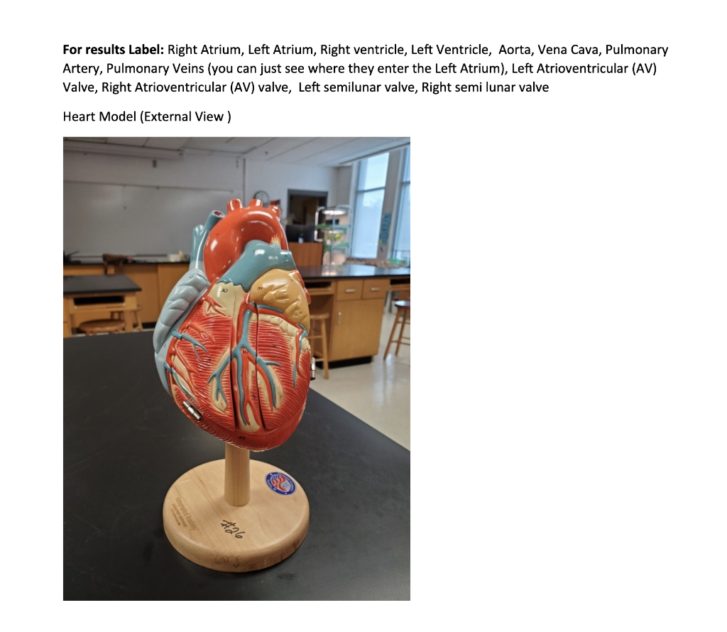 Solved For results Label: Right Atrium, Left Atrium, Right | Chegg.com