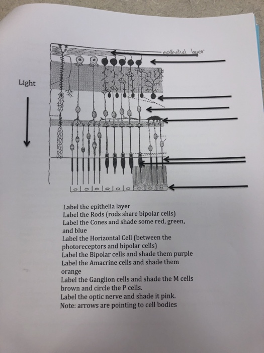 Solved Light Label the epithelia layer Label the Rods (rods | Chegg.com