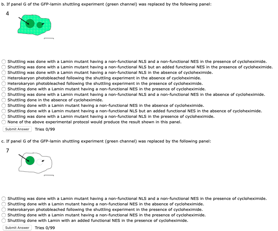 Solved Brightfield Hoechst CMTMR GFP.Tap Heterokaryon GFP | Chegg.com