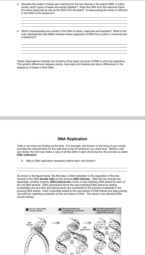Solved 3. Describe the pattern of base pair matching for the | Chegg.com