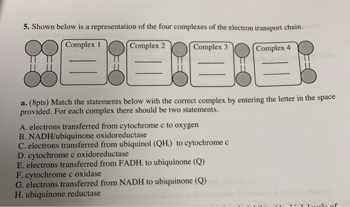 Electron Transport Chain Complex 2