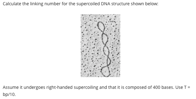 Solved Calculate the linking number for the supercoiled DNA | Chegg.com