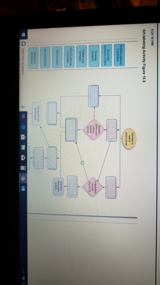 Solved Damage to wall of blood vessel c pathway is activated | Chegg.com