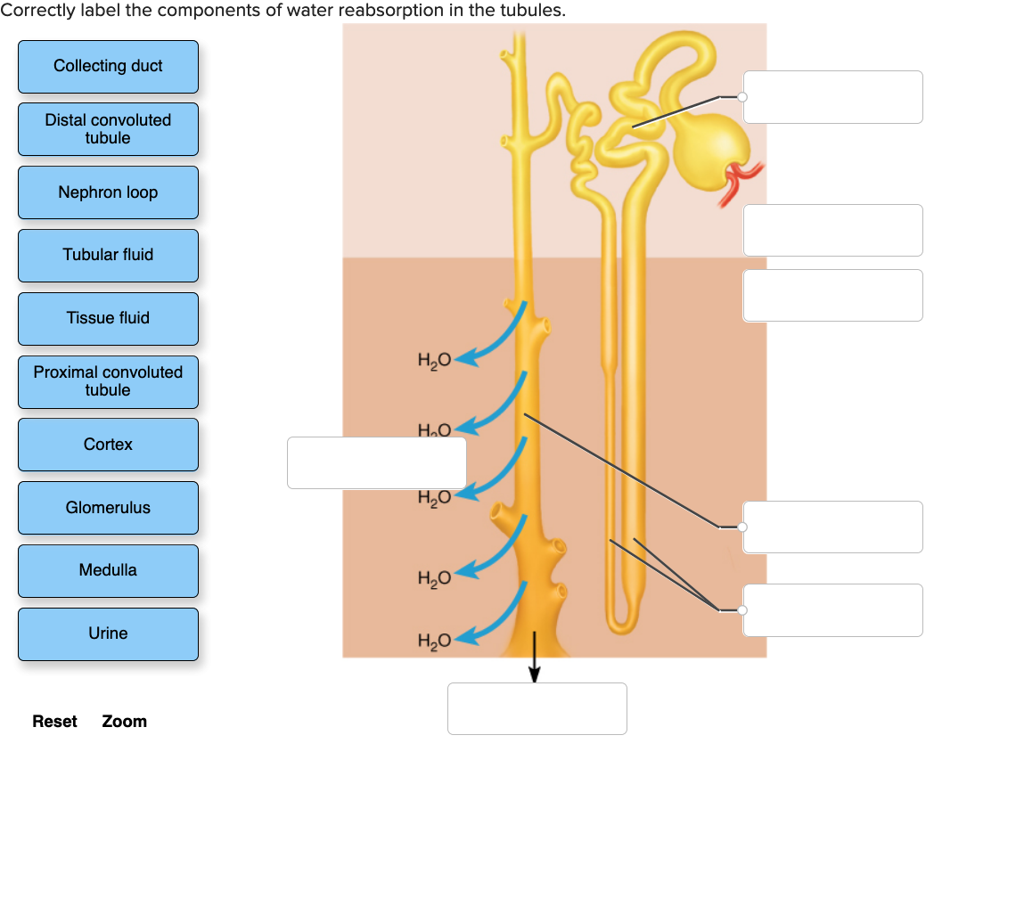 Solved Correctly label the components of water reabsorption | Chegg.com