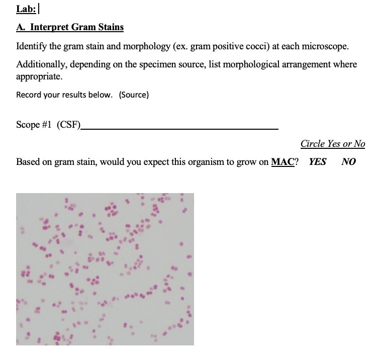 Solved A. Interpret Gram Stains Identify the gram stain and | Chegg.com