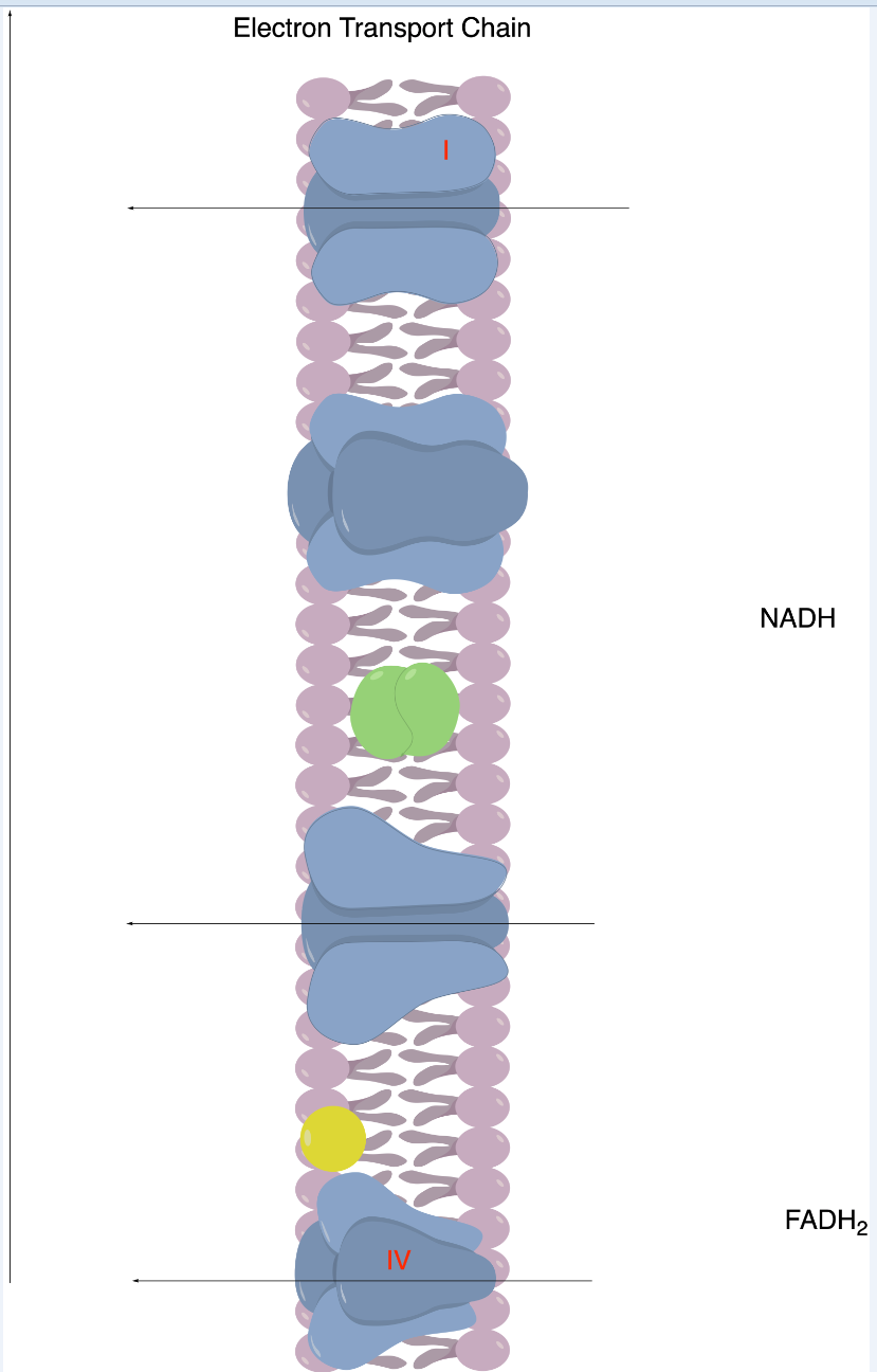 Solved List the 6 enzymes involved in the electron transport | Chegg.com
