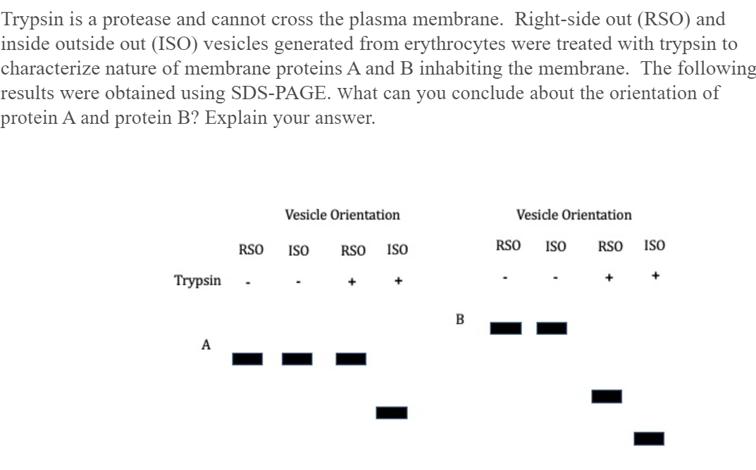 Solved Trypsin is a protease and cannot cross the plasma | Chegg.com