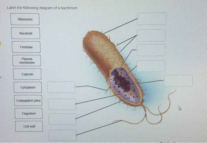 Solved Label the following diagram of a bacterium. Ribosome | Chegg.com