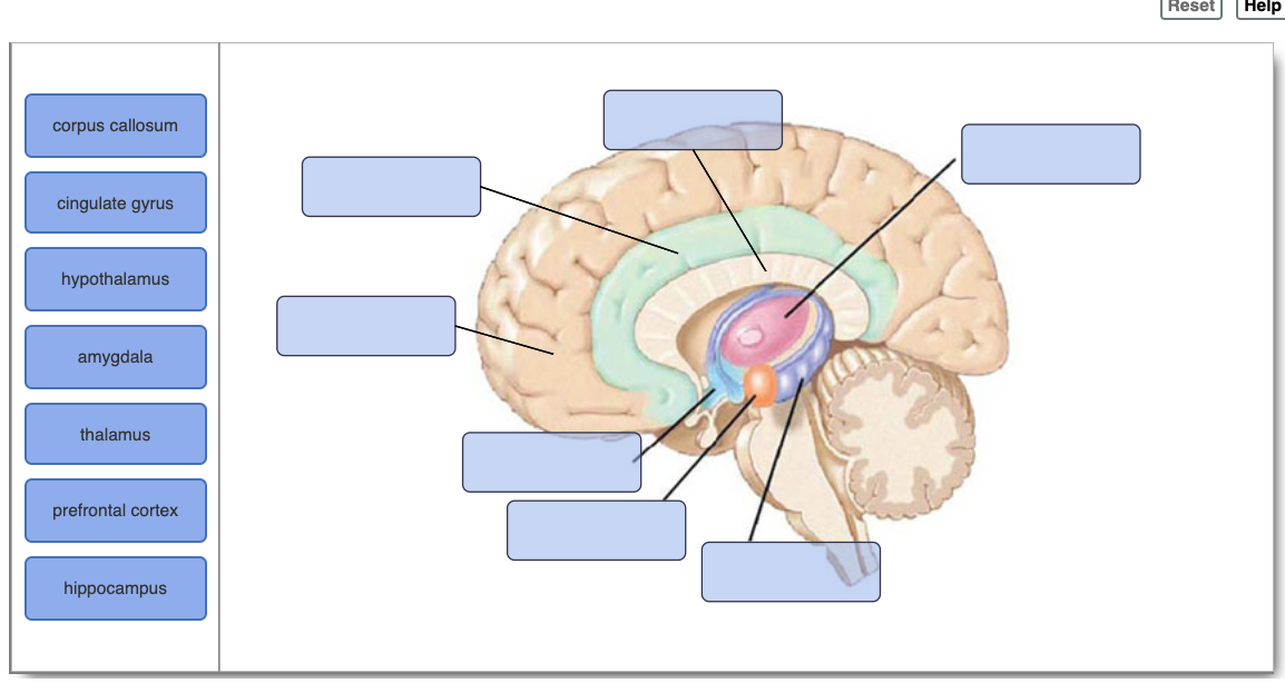 Solved Label the structures of the limbic system and | Chegg.com