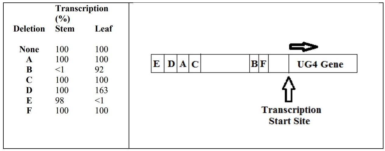 Solved The UG4 gene is expressed in stem tissue and leaf | Chegg.com