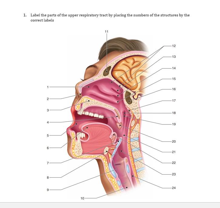 Solved 1. Label the parts of the upper respiratory tract by | Chegg.com