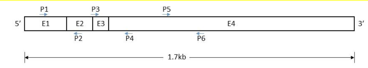 Solved Human IL-8 gene consists of 4 exons. In the following | Chegg.com