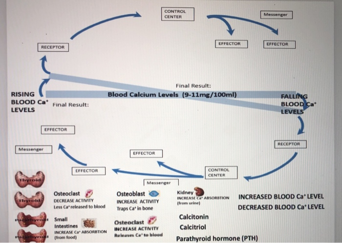 Blood Calcium Levels 98% of body’s calcium is | Chegg.com