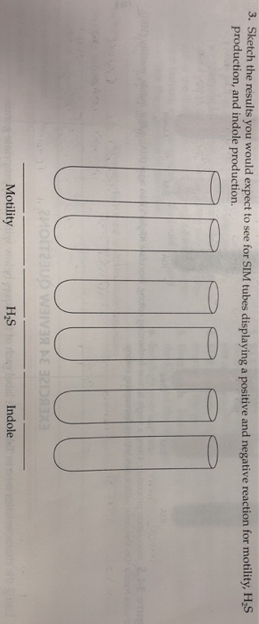 Solved 3. Sketch the results you would expect to see for SIM | Chegg.com