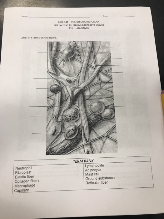 Solved Name Date BIOL 341-VERTEBRATE HISTOLOGY Lab Exercise | Chegg.com