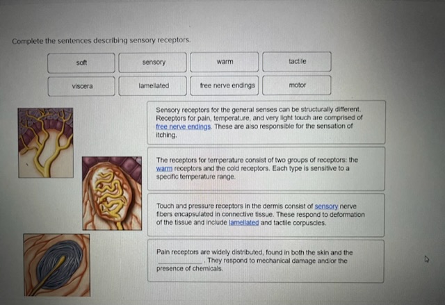 Solved Complete the sentences describing sensory receptors. | Chegg.com