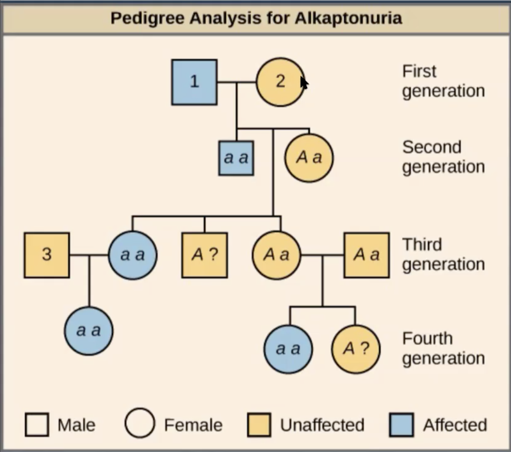 Solved 1. What are the genotypes of the individuals labeled | Chegg.com