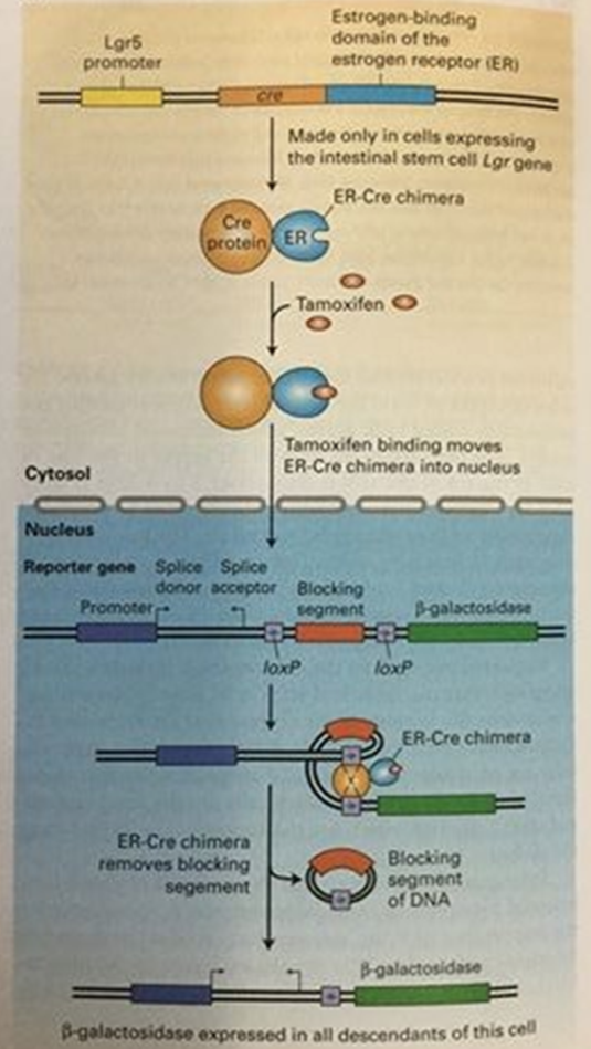 Solved Lgr5 promoter Estrogen-binding domain of the estrogen | Chegg.com