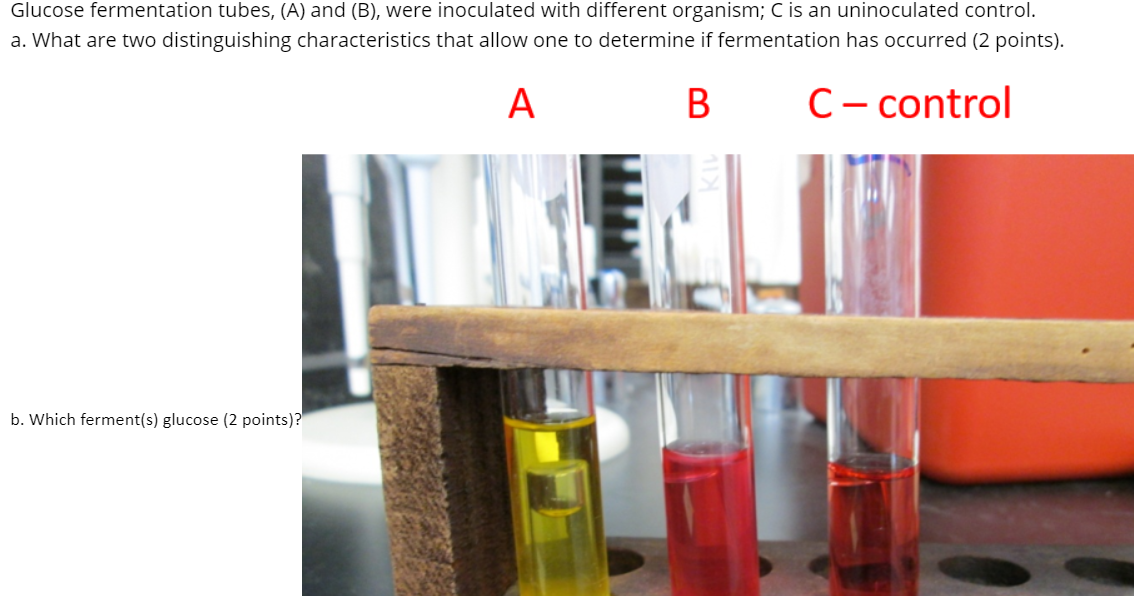 Solved Glucose fermentation tubes, (A) and (B), were | Chegg.com