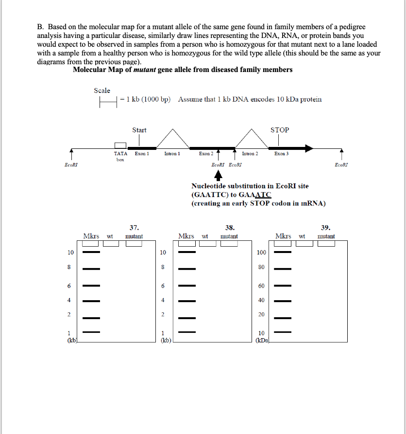 3. The molecular map of the normal allele of a | Chegg.com