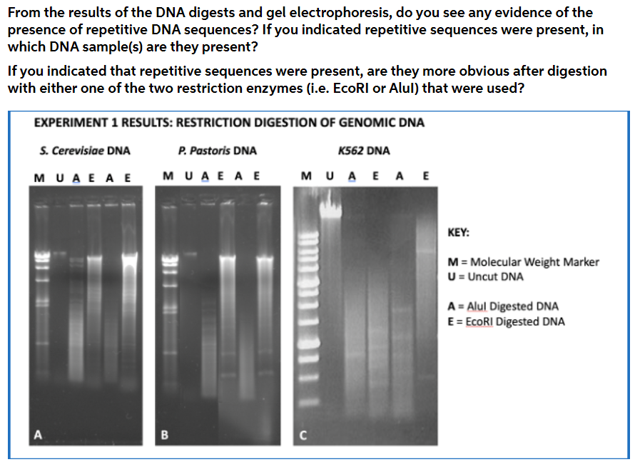 Solved From the results of the DNA digests and gel | Chegg.com