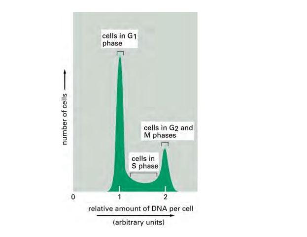 Solved View the graph, it shows a proliferating cell | Chegg.com