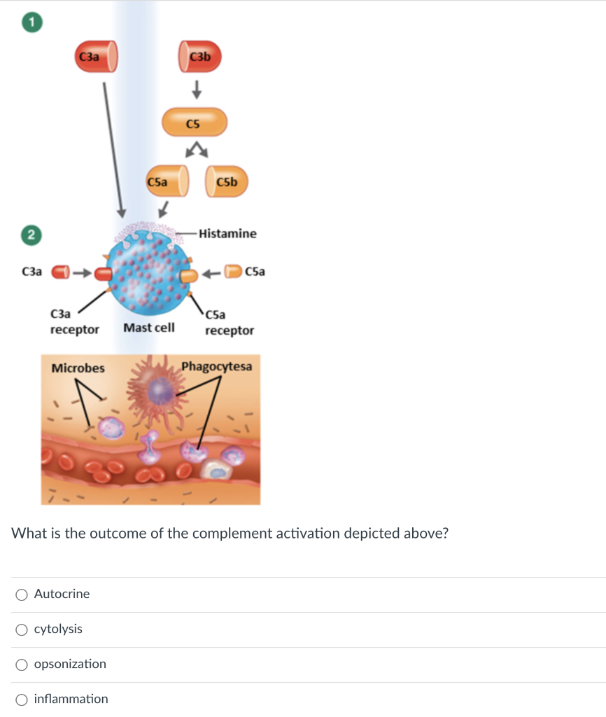 Solved C3a c3b C5a C5b Histamine C3a C5a C5a C3a receptor | Chegg.com