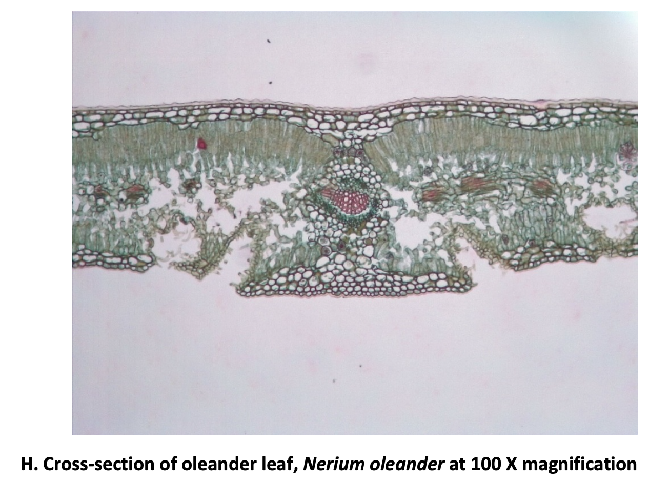 Nerium Oleander Cross Section