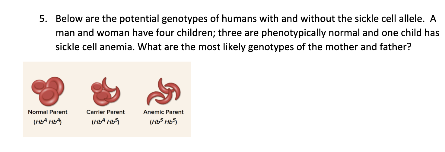 Solved Below are the potential genotypes of humans with and | Chegg.com