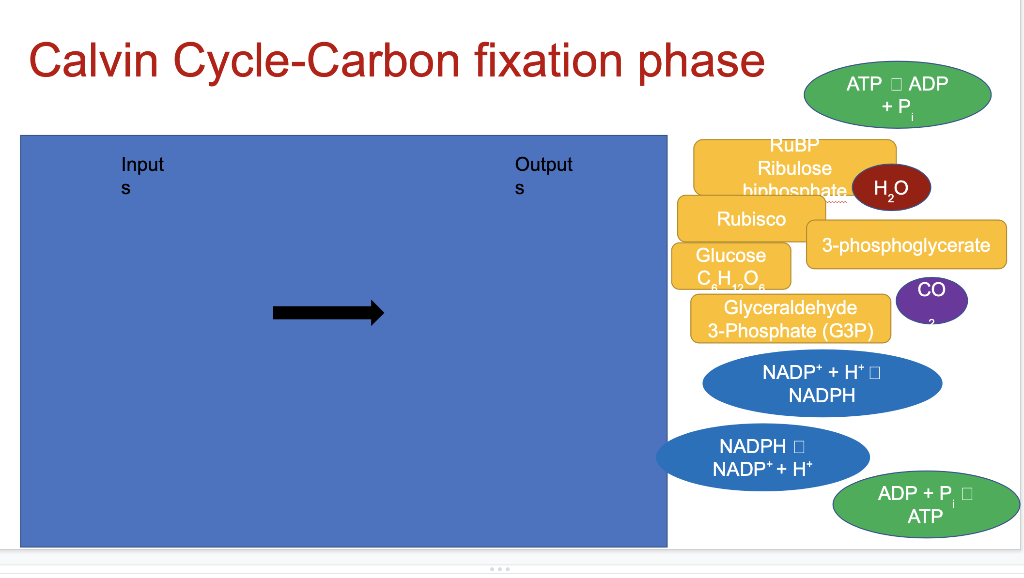 Solved Calvin Cycle-Carbon fixation phase ATP ADP + P Input | Chegg.com