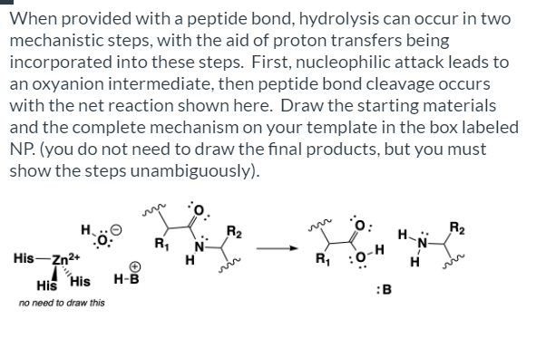 Solved When provided with a peptide bond, hydrolysis can | Chegg.com