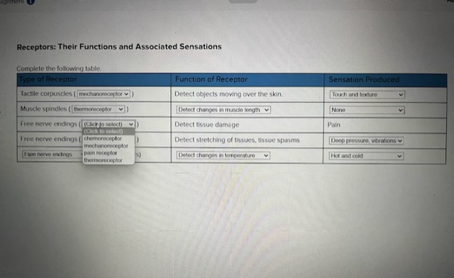 Receptors: Their Functions and Associated Sensations | Chegg.com