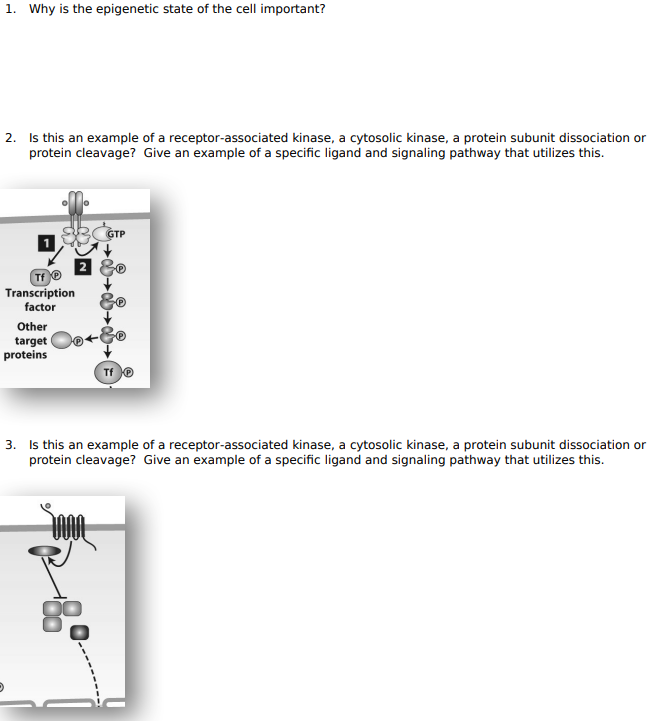 Solved 1. Why is the epigenetic state of the cell important? | Chegg.com