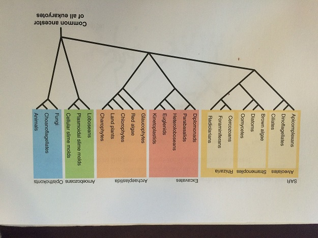 Solved Given the currently accepted eukaryotic tree (shown | Chegg.com