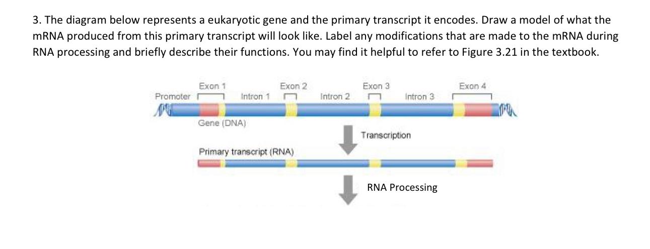 Solved 3. The diagram below represents a eukaryotic gene and | Chegg.com