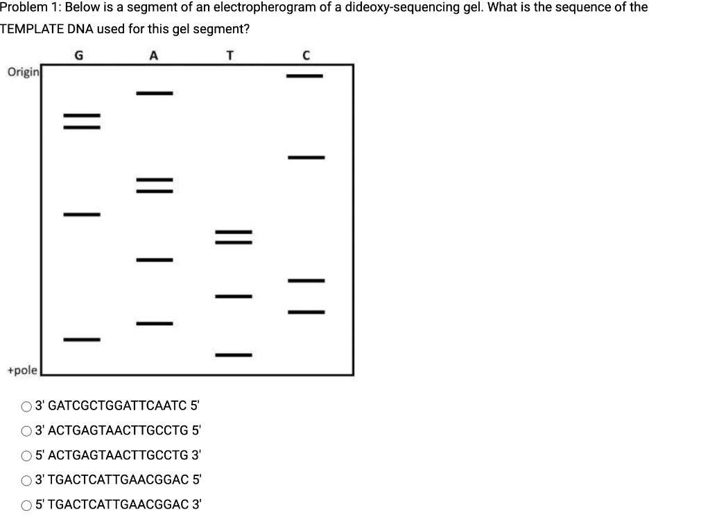 Solved Problem 1: Below is a segment of an electropherogram | Chegg.com