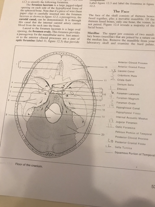 Foramen Lacerum And Carotid Canal