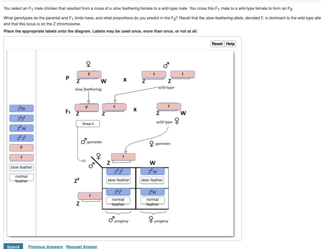 Solved You select an F1 male chicken that resulted from a | Chegg.com