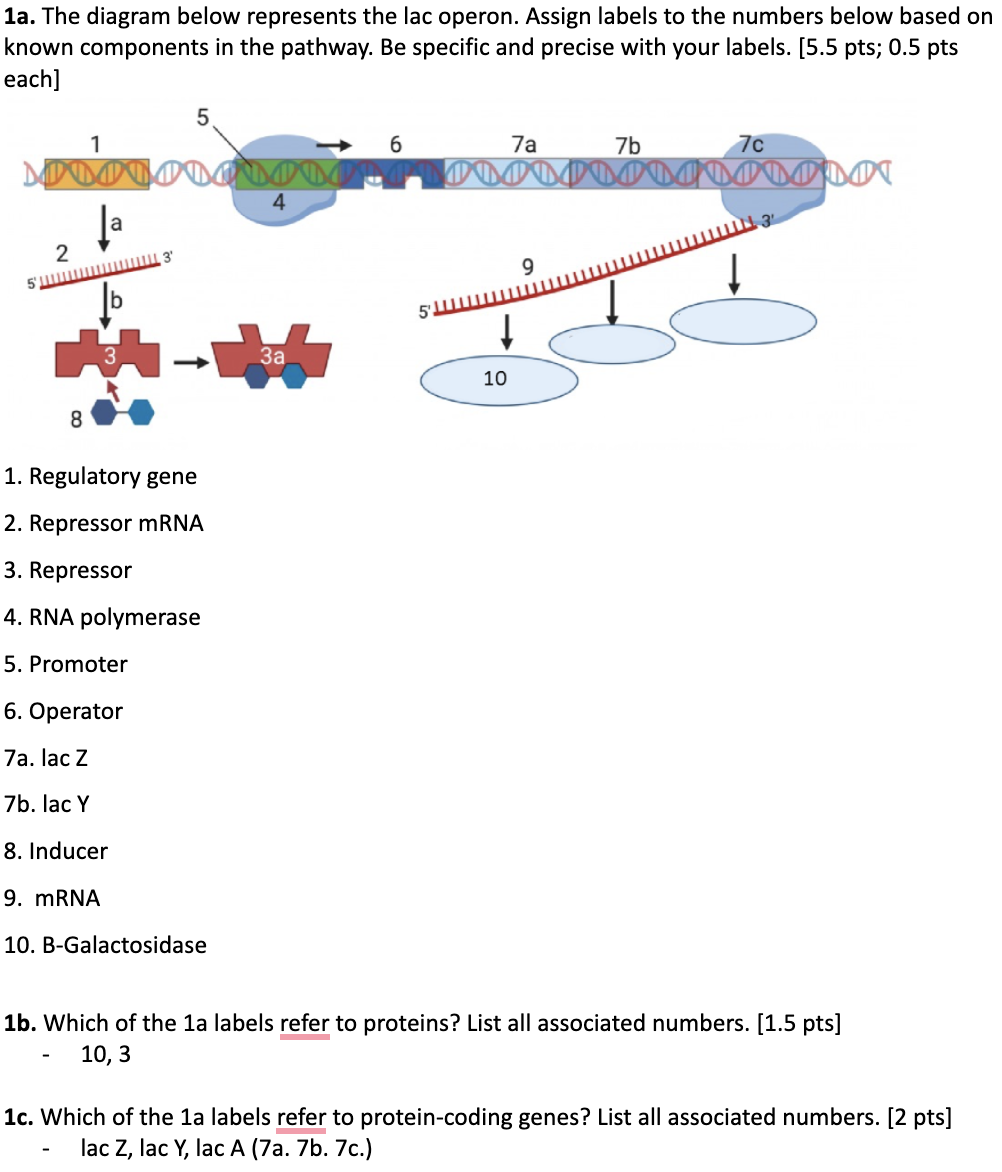 Solved Please help me with 1b and 1c. It is asking what | Chegg.com
