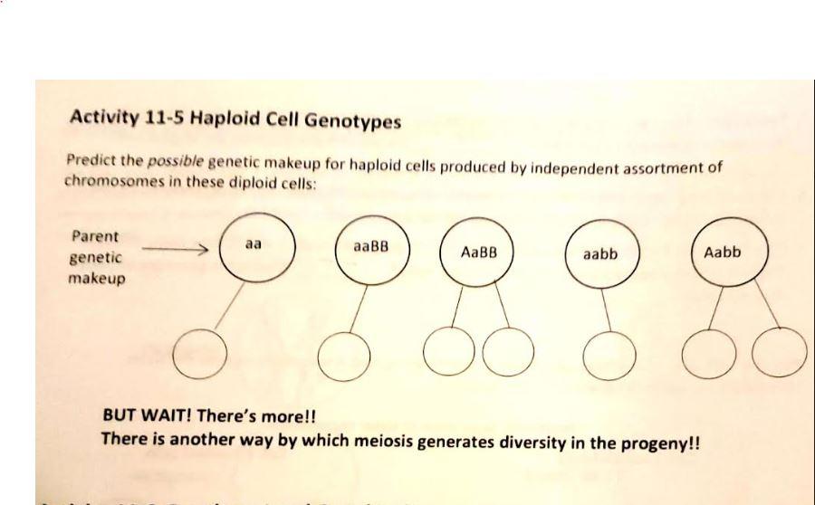 Solved Activity 11-5 Haploid Cell Genotypes Predict the | Chegg.com