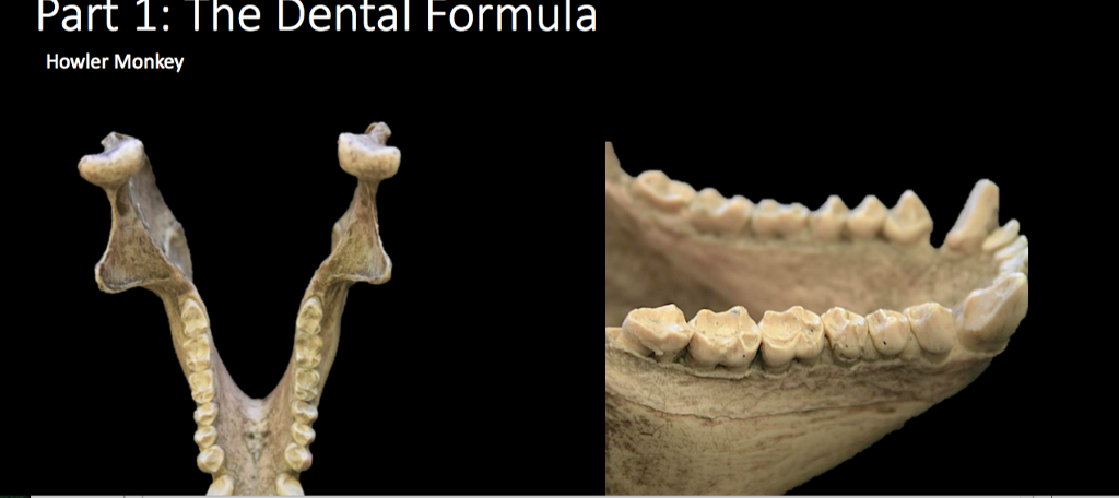 Solved Ring-Tailed Lemur Part 1: The Dental Formula | Chegg.com