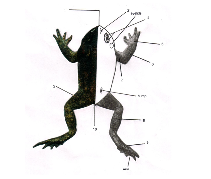 Solved 1. Female or Male frog? 2. Label the external | Chegg.com