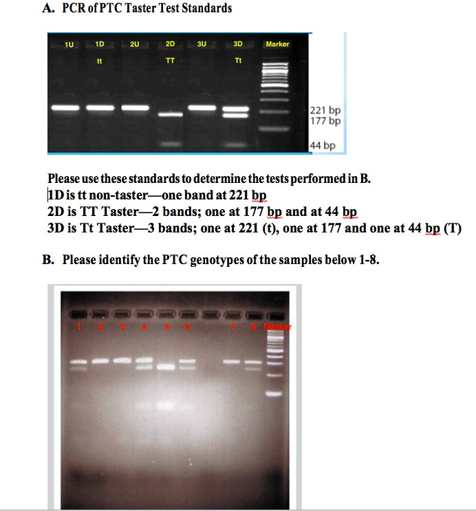 A. PCR of PTC Taster Test Standards 10 1D 20 2D 3U 3D | Chegg.com
