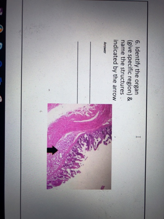 Solved 6. Identify the organ (give specific region) & name | Chegg.com