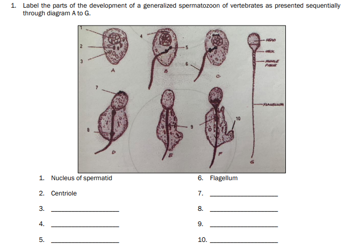 Solved 1. Label the parts of the development of a | Chegg.com